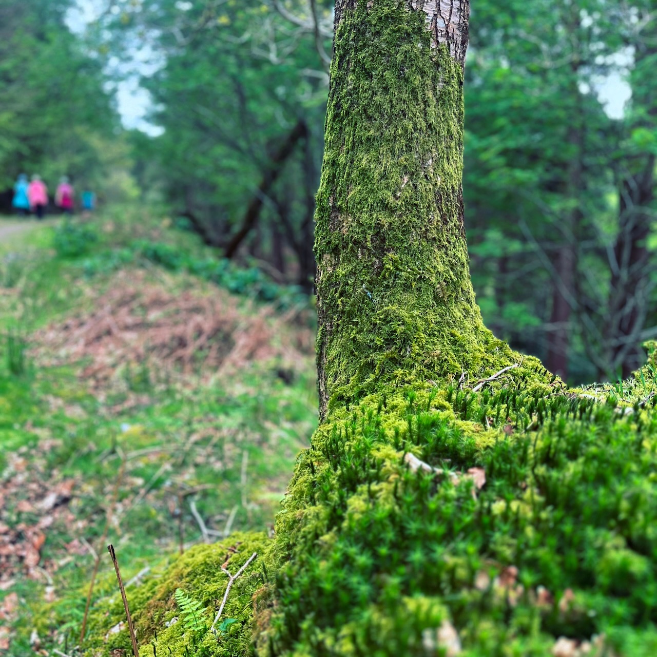 Sachan in Europe agrandie – découvertes et rencontres, tous les jours…