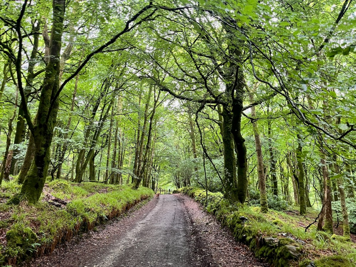 Naasにて、びっくり体験（2） – Sachan in Europe agrandie